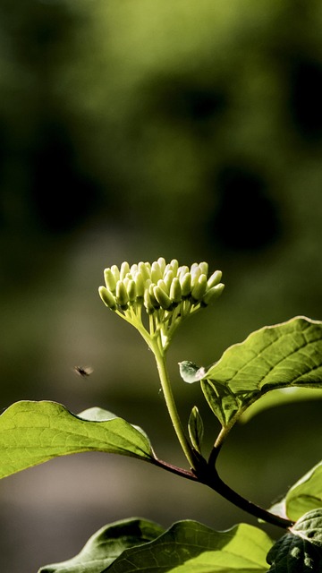 Tanaman Bunga Daun-Daun - Foto gratis di Pixabay - Pixabay