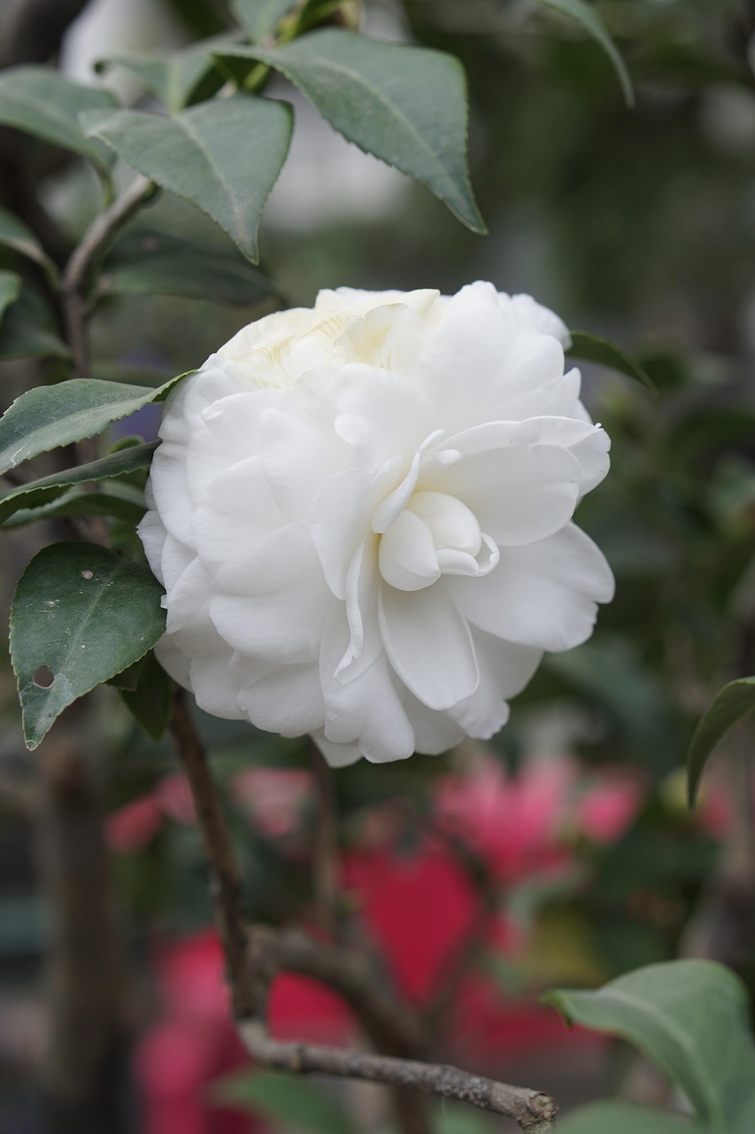 White Camellia Green - Free photo on Pixabay - Pixabay