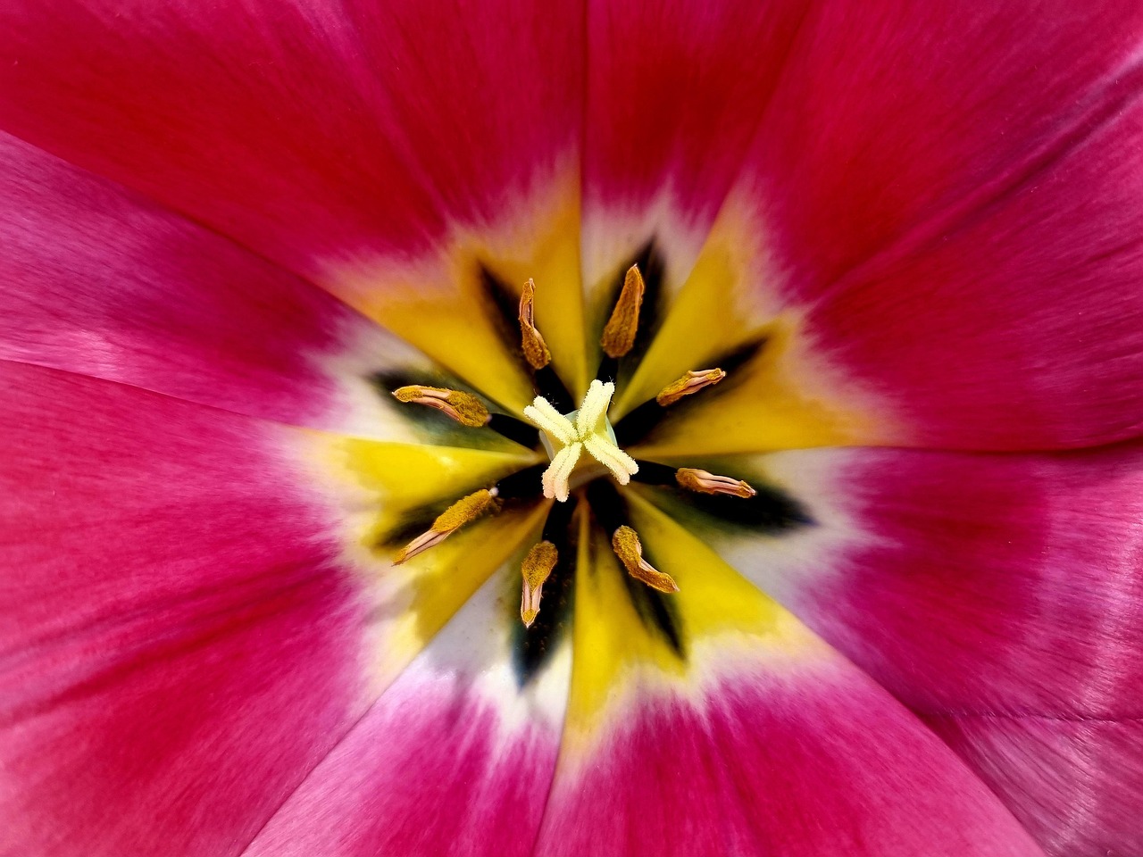 20,000+ Free Tulip Closeup & Nature Images - Pixabay