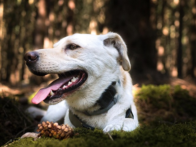 Cachorro Canino Mamífero - Foto gratuita no Pixabay - Pixabay