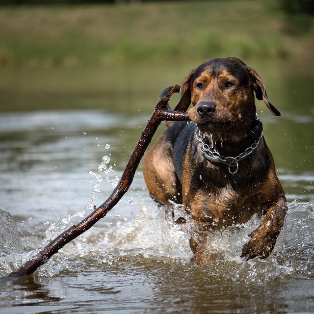 Perro Canino Mamífero - Foto gratis en Pixabay - Pixabay