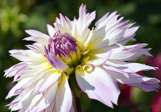 Dahlia Bunga Tanaman - Foto gratis di Pixabay - Pixabay