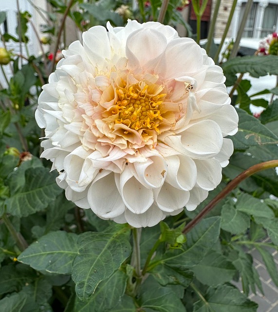 Dahlia Pinnata Nature Flowers - Free photo on Pixabay - Pixabay