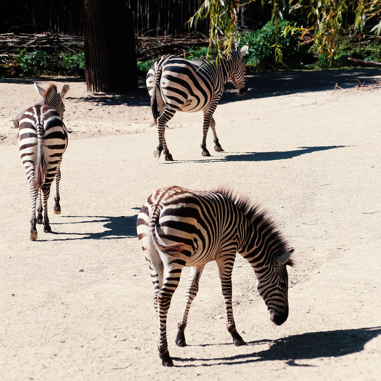 Zebras Zoo Hanover Enclosure - Free photo on Pixabay - Pixabay