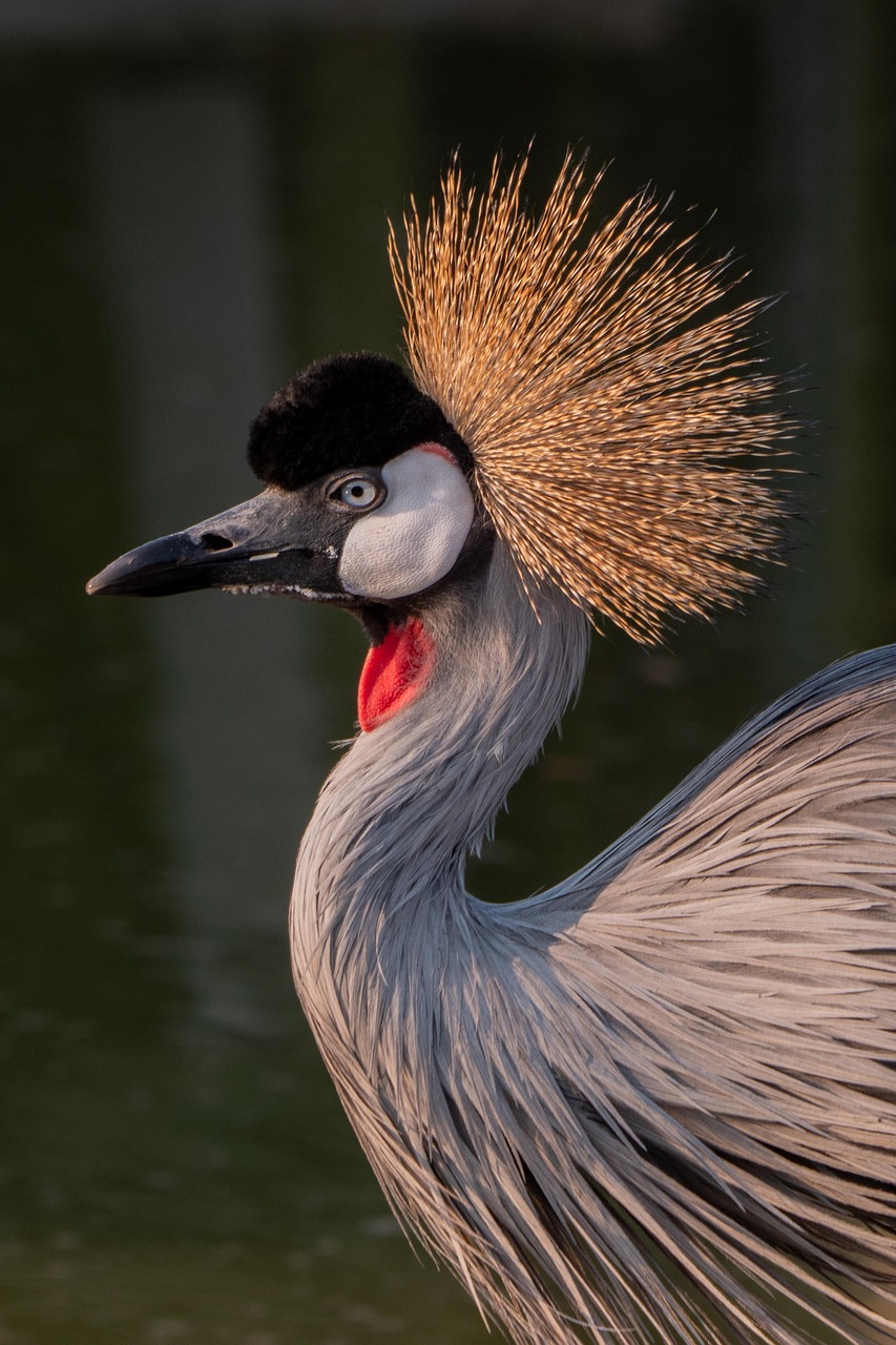1,000+ Free Crane Bird & Crane Images - Pixabay