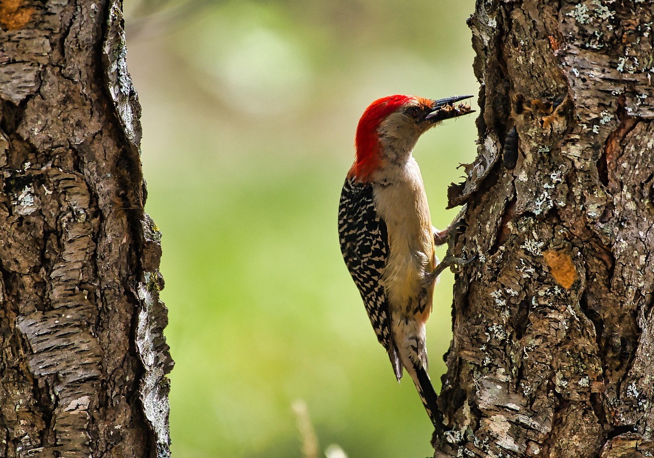 Bird Woodpecker Redbellied - Free photo on Pixabay - Pixabay