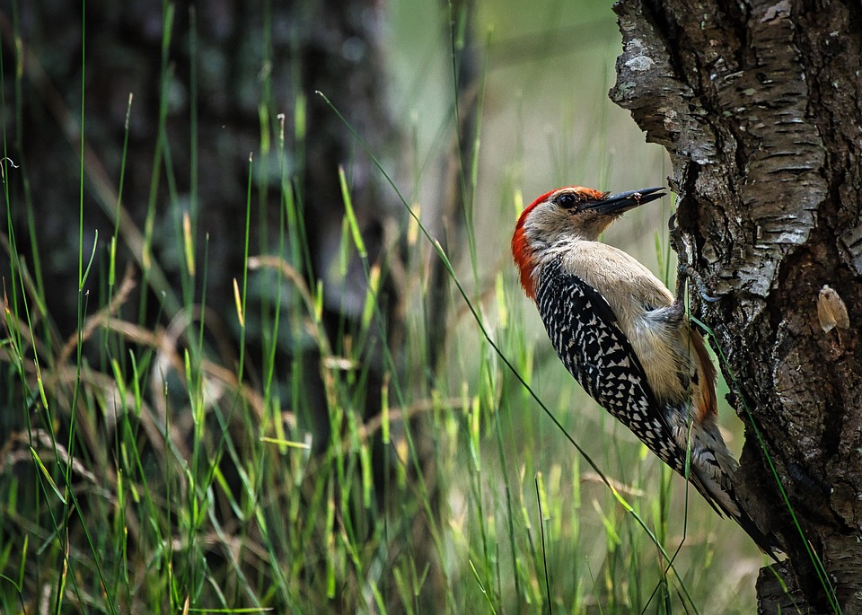 Bird Woodpecker Redbellied - Free photo on Pixabay