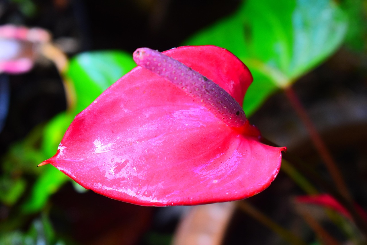 Anthurium Bunga Alam - Foto gratis di Pixabay - Pixabay
