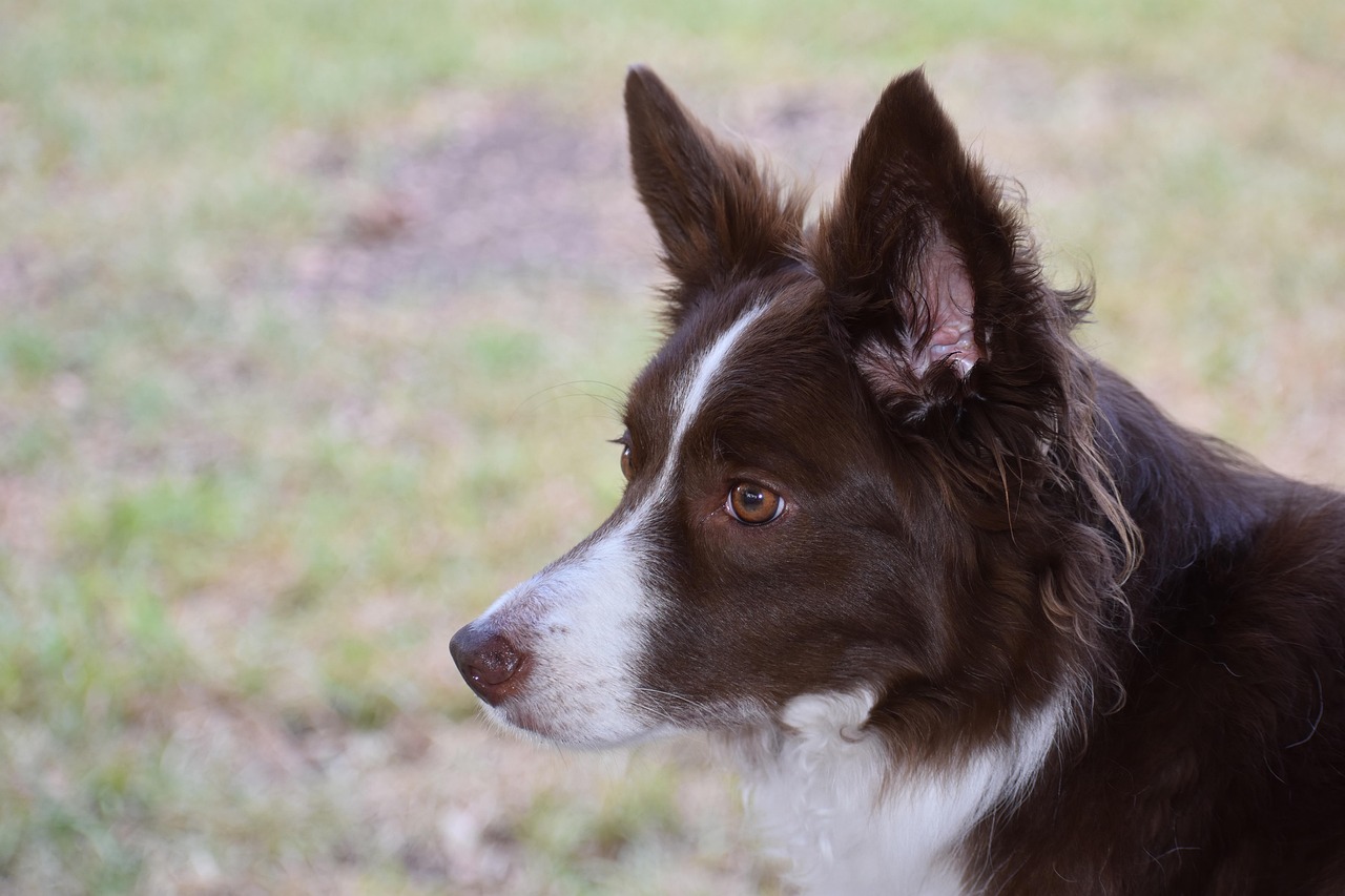 Chien Border Collie Colley Animal - Photo gratuite sur Pixabay - Pixabay