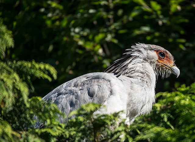 30+ Free Secretary Bird & Bird Images - Pixabay