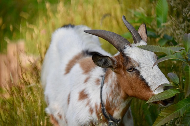 Goat Animal Herbivorous - Free photo on Pixabay - Pixabay