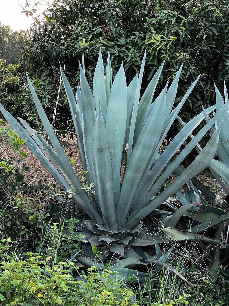 Aloe Vera Succulent Nature - Free photo on Pixabay - Pixabay