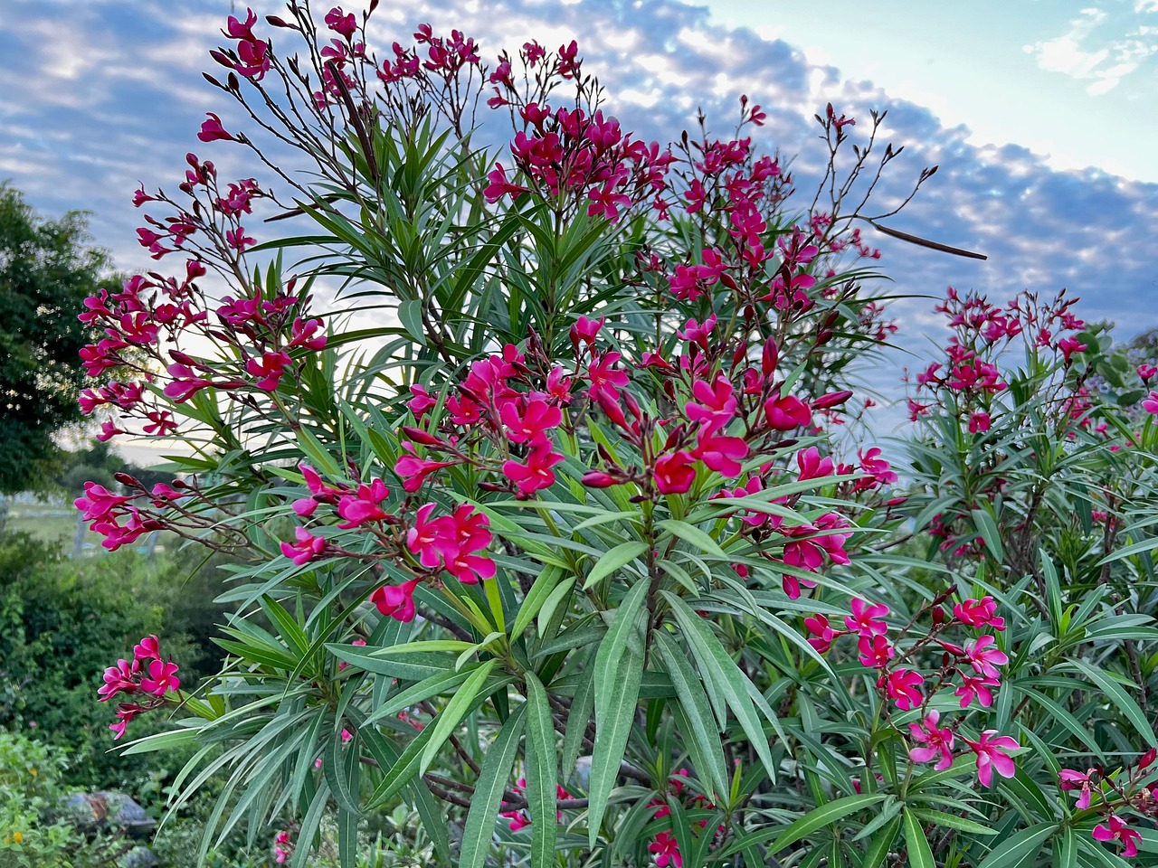 Blommor Natur Moln - Gratis foto på Pixabay - Pixabay