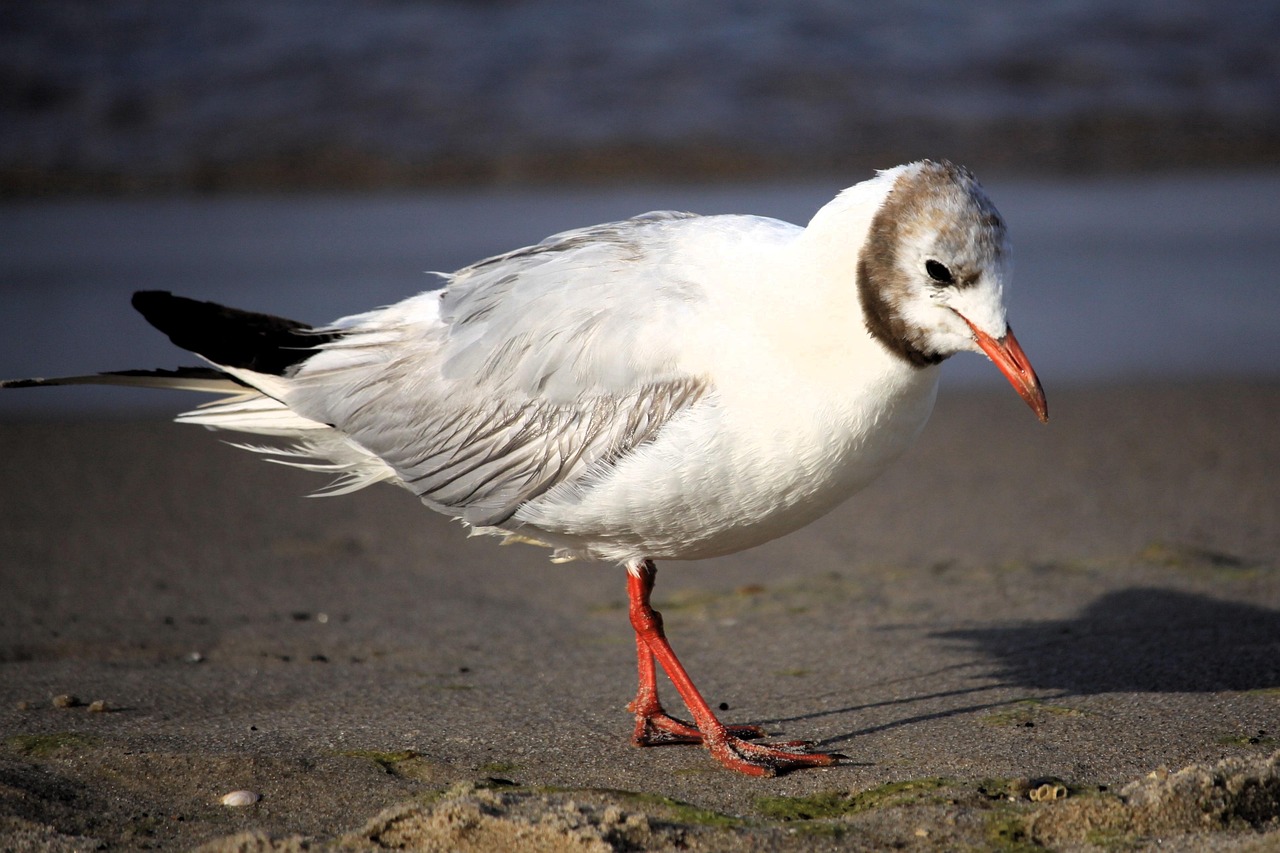 Meeuw Vogel Natuur Dieren In Het - Gratis foto op Pixabay - Pixabay