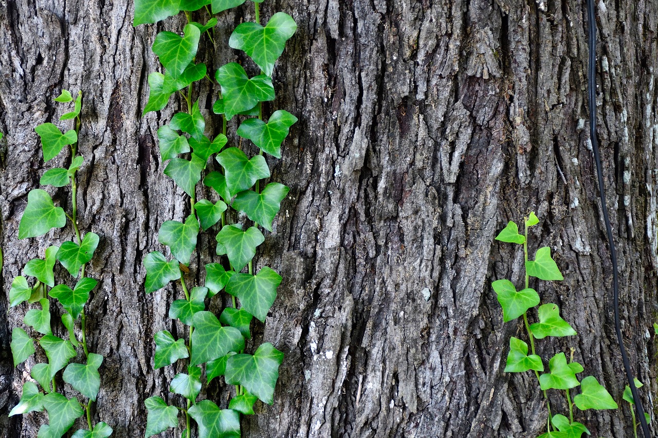 Live Oak Tree Bark Nature Free Photo On Pixabay Pixabay