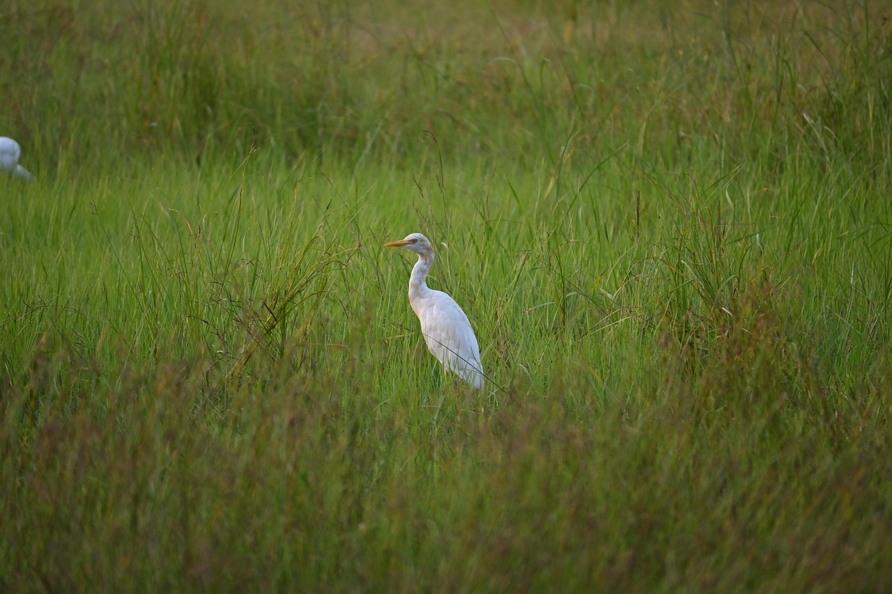Egret Bird Animal - Free photo on Pixabay - Pixabay