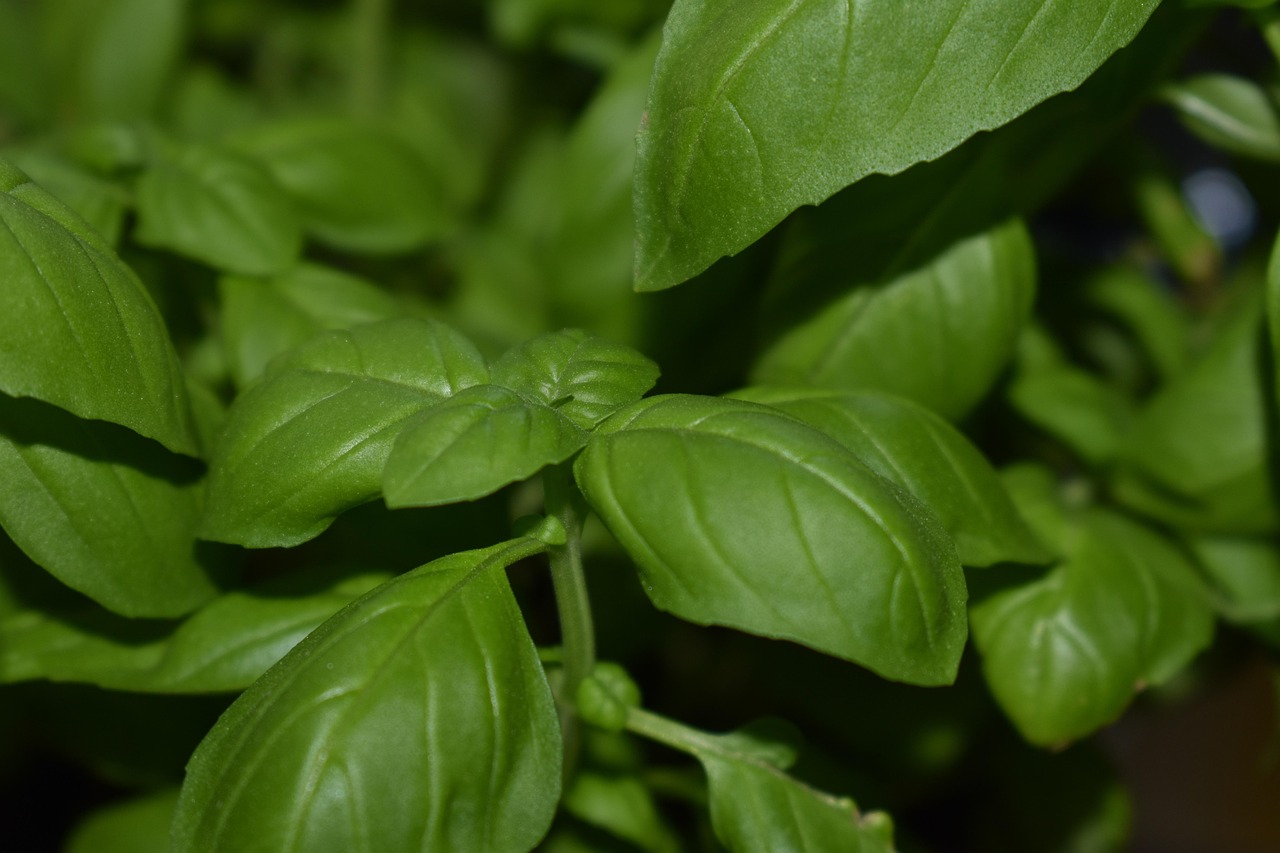Ocimum Basilicum Albahaca Sale De - Foto gratis en Pixabay - Pixabay