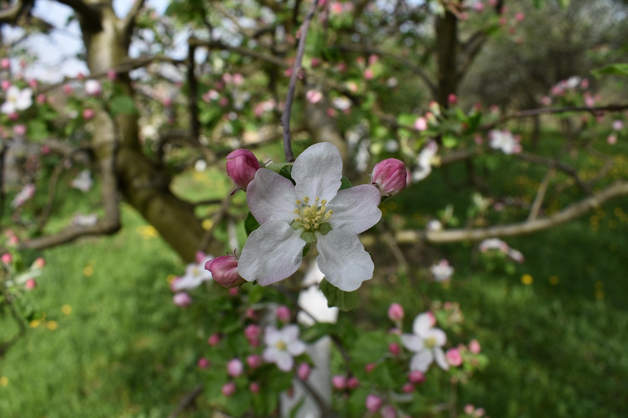 Bloom Apple Flower - Free photo on Pixabay - Pixabay