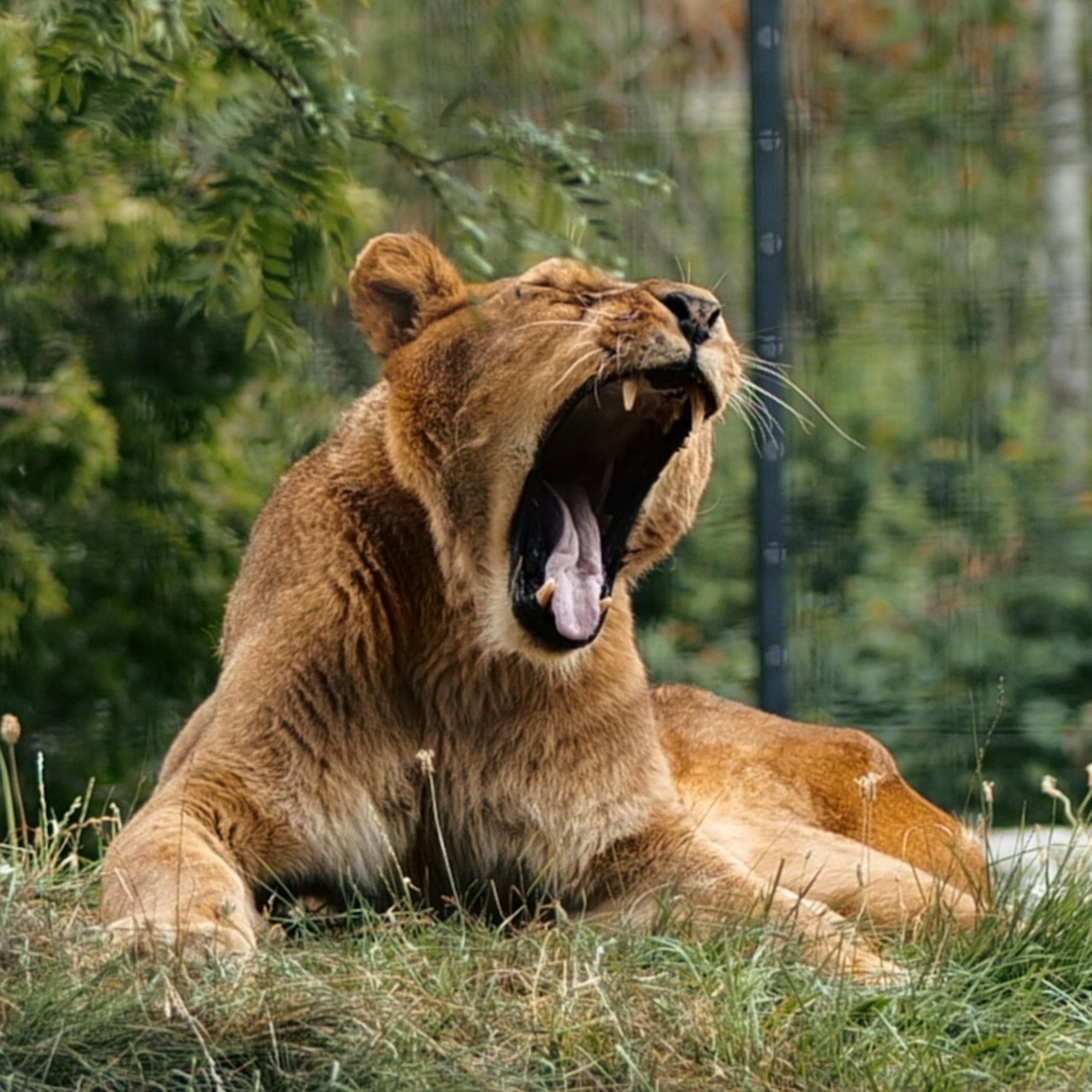 Animal Lion Natury - Photo gratuite sur Pixabay - Pixabay
