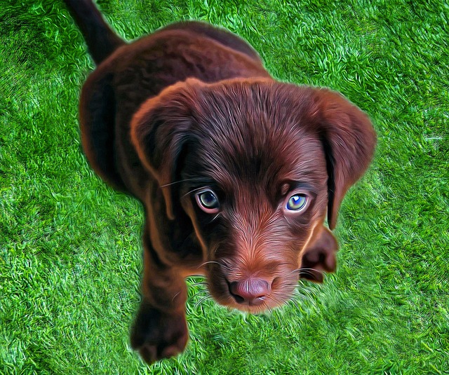 Cachorro Filhote De - Foto gratuita no Pixabay - Pixabay