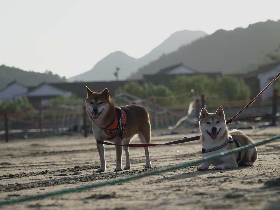 Shiba Inu Chiens Animal De - Photo gratuite sur Pixabay - Pixabay