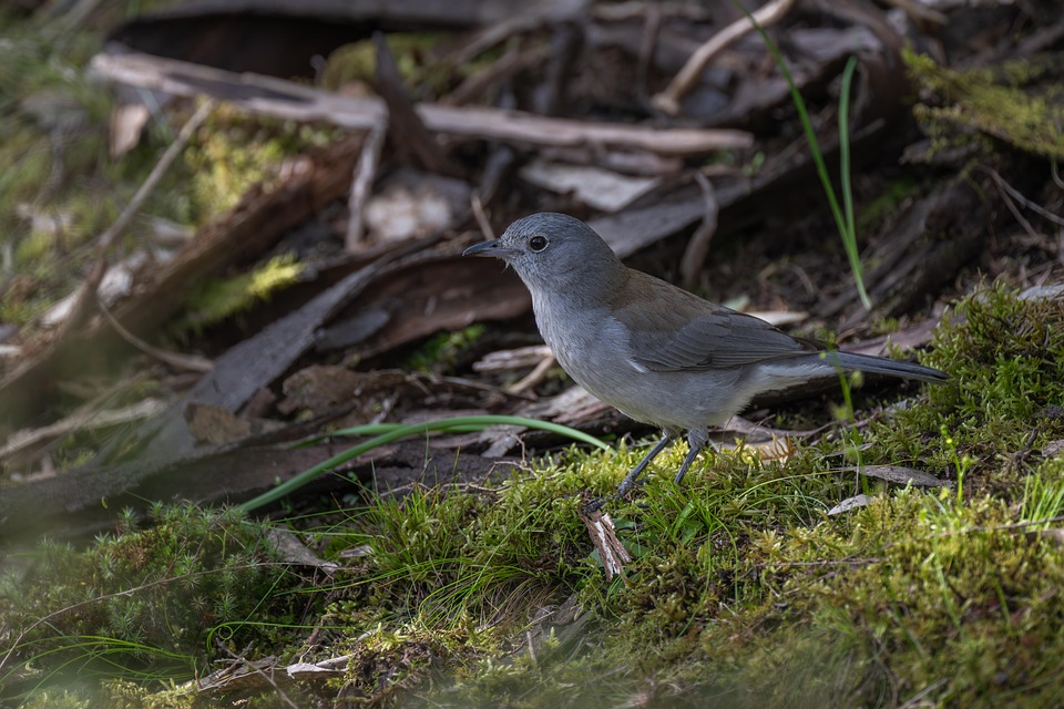 Grey Shrikethrush - Free photo on Pixabay