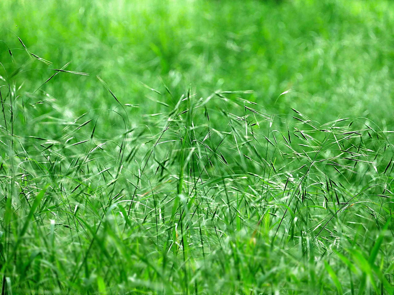 Prairie Grass Nature - Free photo on Pixabay - Pixabay
