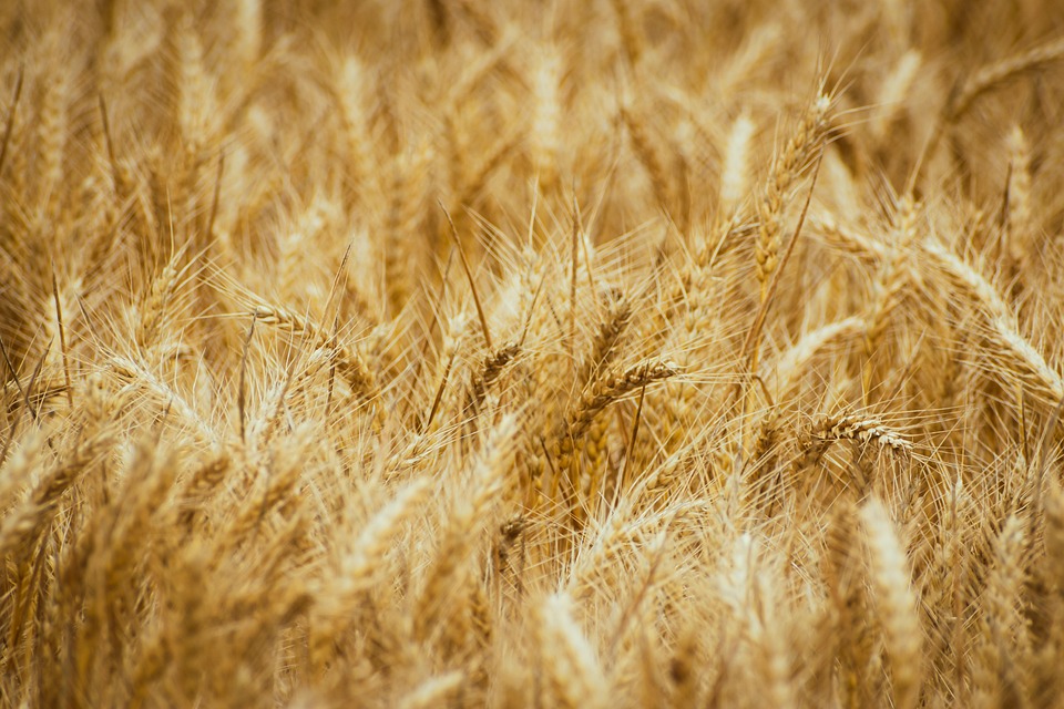 Barley Cereal Crop - Free photo on Pixabay