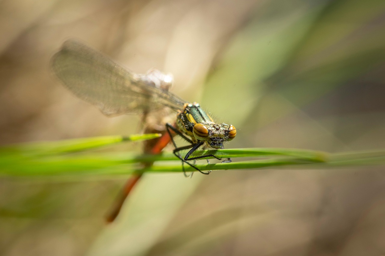 200+ Free Nymphs & Nature Photos - Pixabay