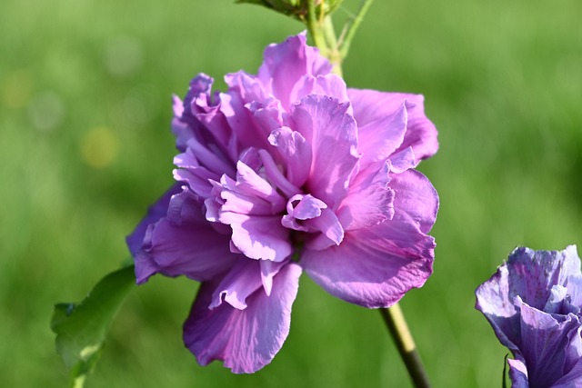 Hibiscus Vaaleanpunainen Kukka - Ilmainen valokuva Pixabayssa - Pixabay