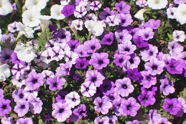 Purple Wildlife Flower - Free photo on Pixabay - Pixabay