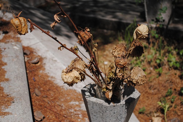 Dried Flowers Autumn Cemetery - Free photo on Pixabay - Pixabay