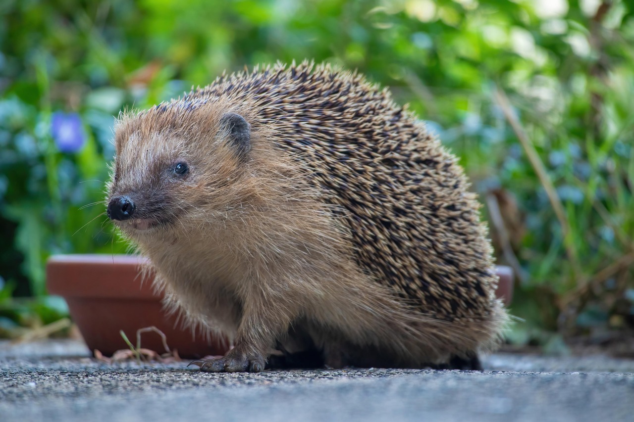 Igel Stachelig Säugetier - Kostenloses Foto auf Pixabay - Pixabay