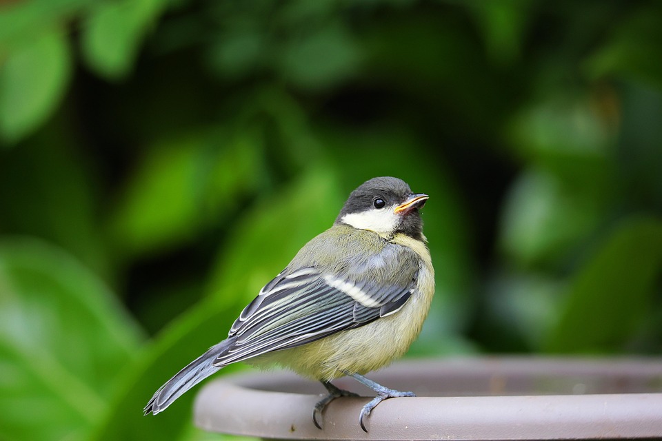 Bird Wildlife Ornithology - Free photo on Pixabay