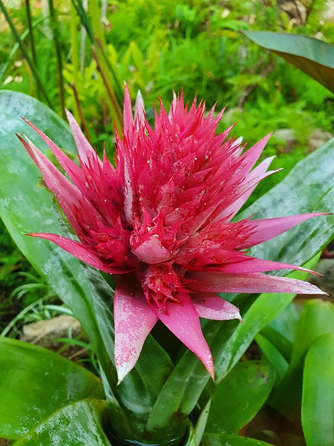 Planta Natureza - Foto gratuita no Pixabay - Pixabay