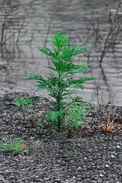 Trees Green Alone - Free photo on Pixabay - Pixabay