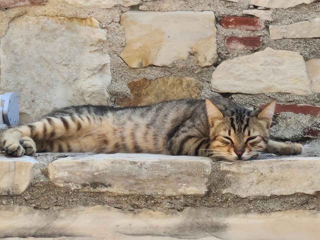 Cat Well Being Animal - Free photo on Pixabay - Pixabay
