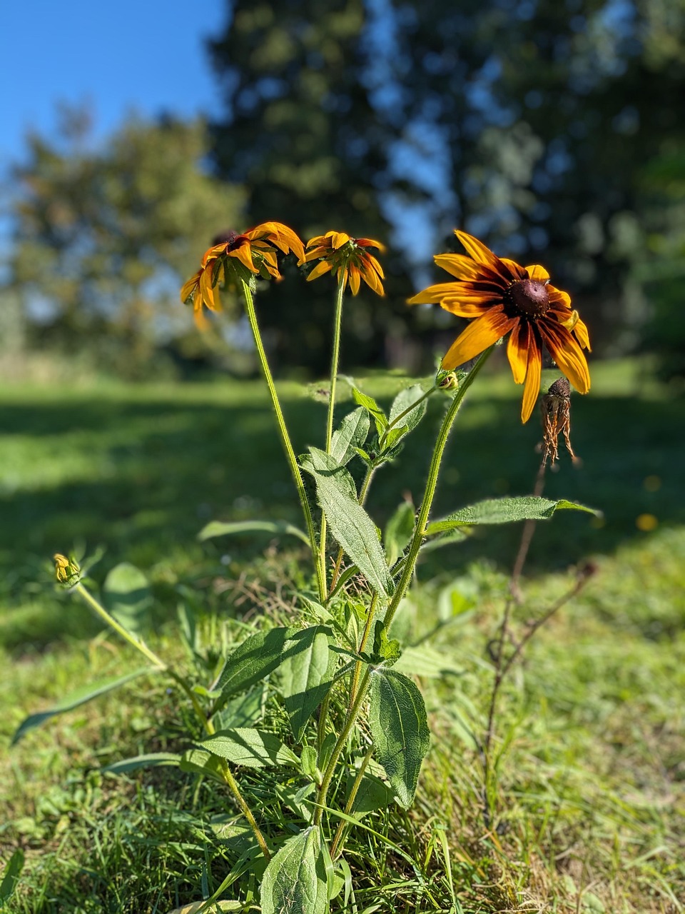 Blomma Natur Bloom - Gratis foto på Pixabay