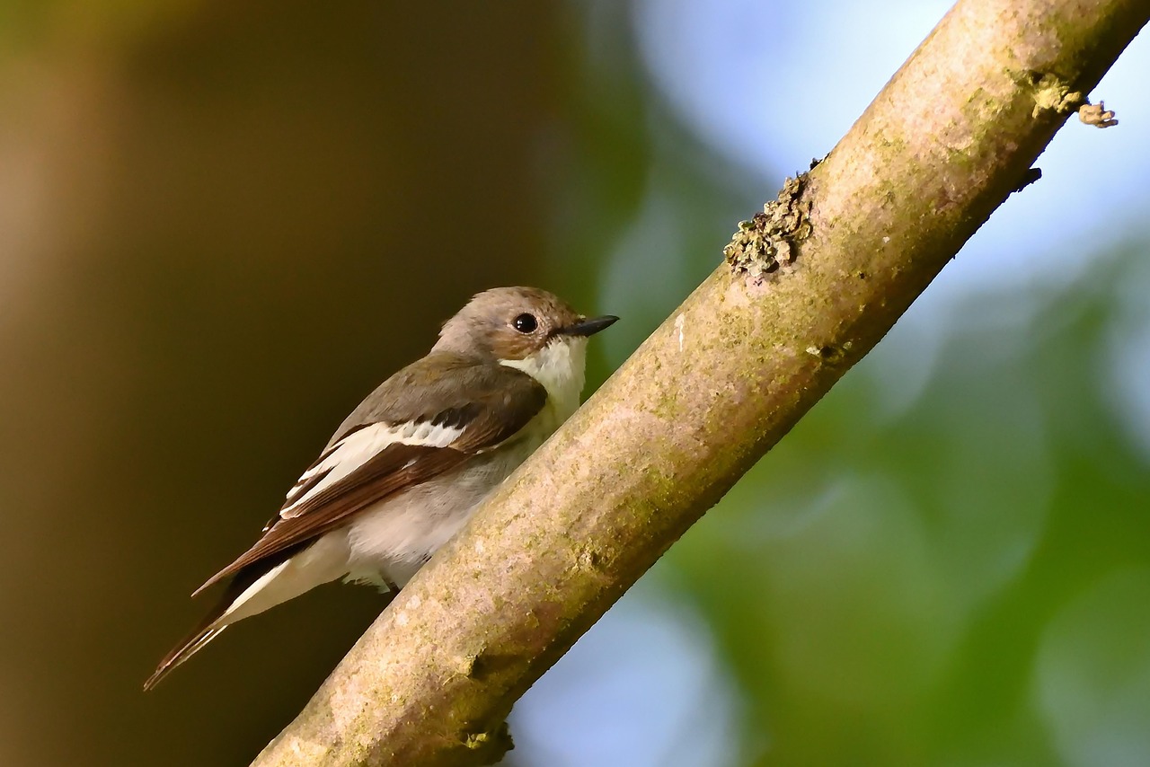 Pied Flycatcher Bird Branch - Free photo on Pixabay