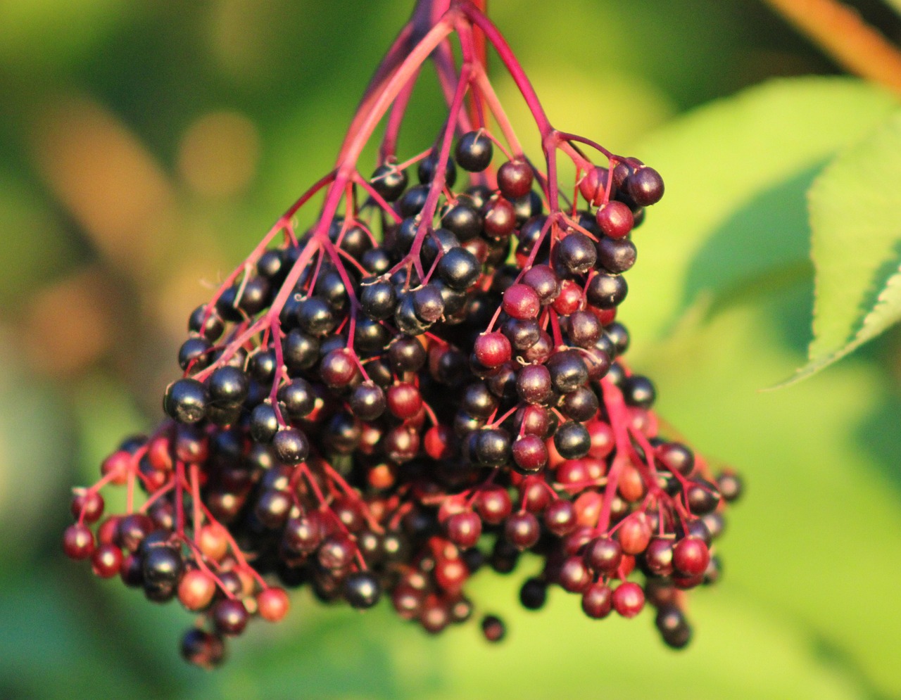 Older Fruit Berry - Free photo on Pixabay - Pixabay