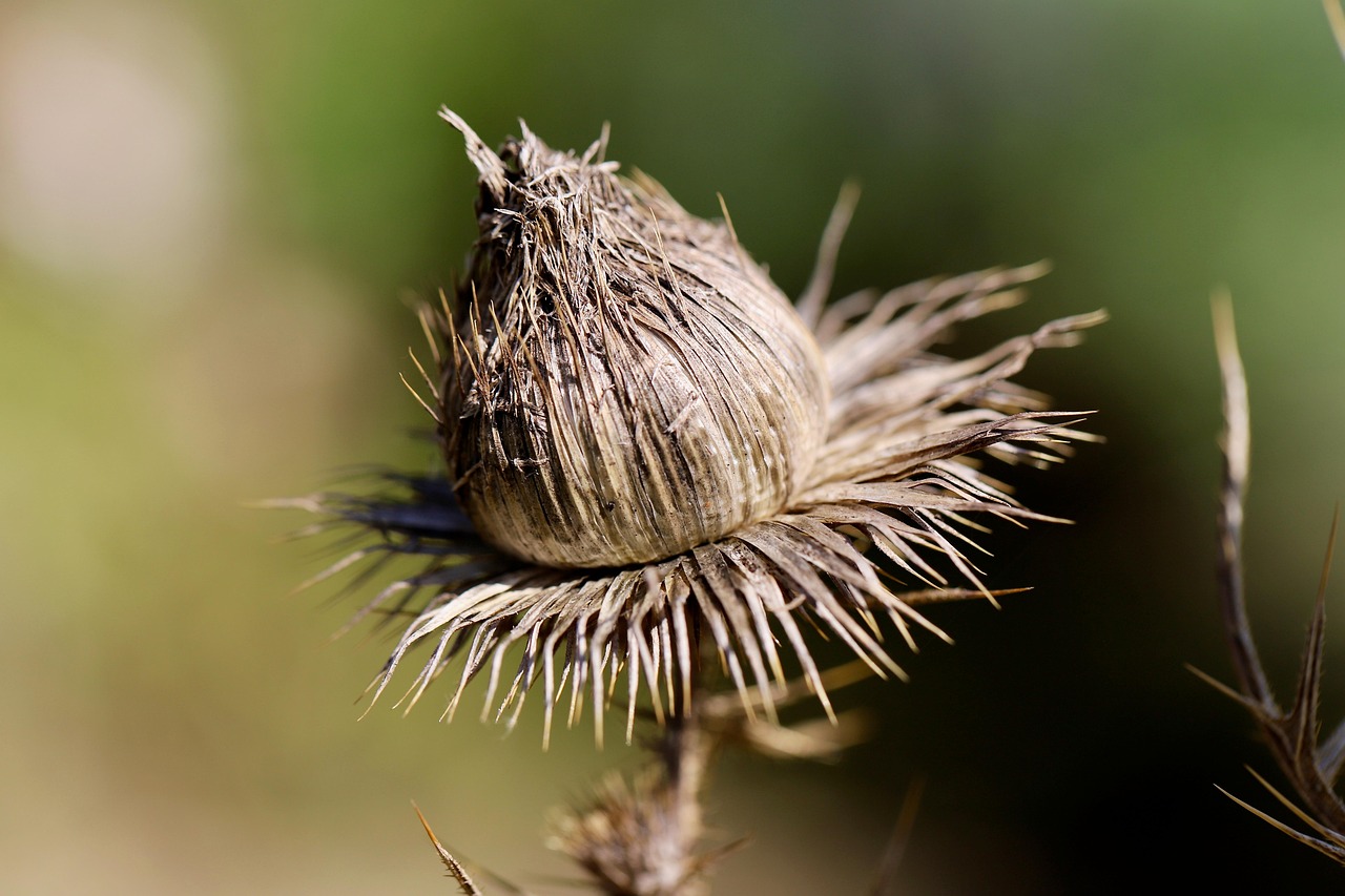 Thistle Fall Nature - Free photo on Pixabay - Pixabay