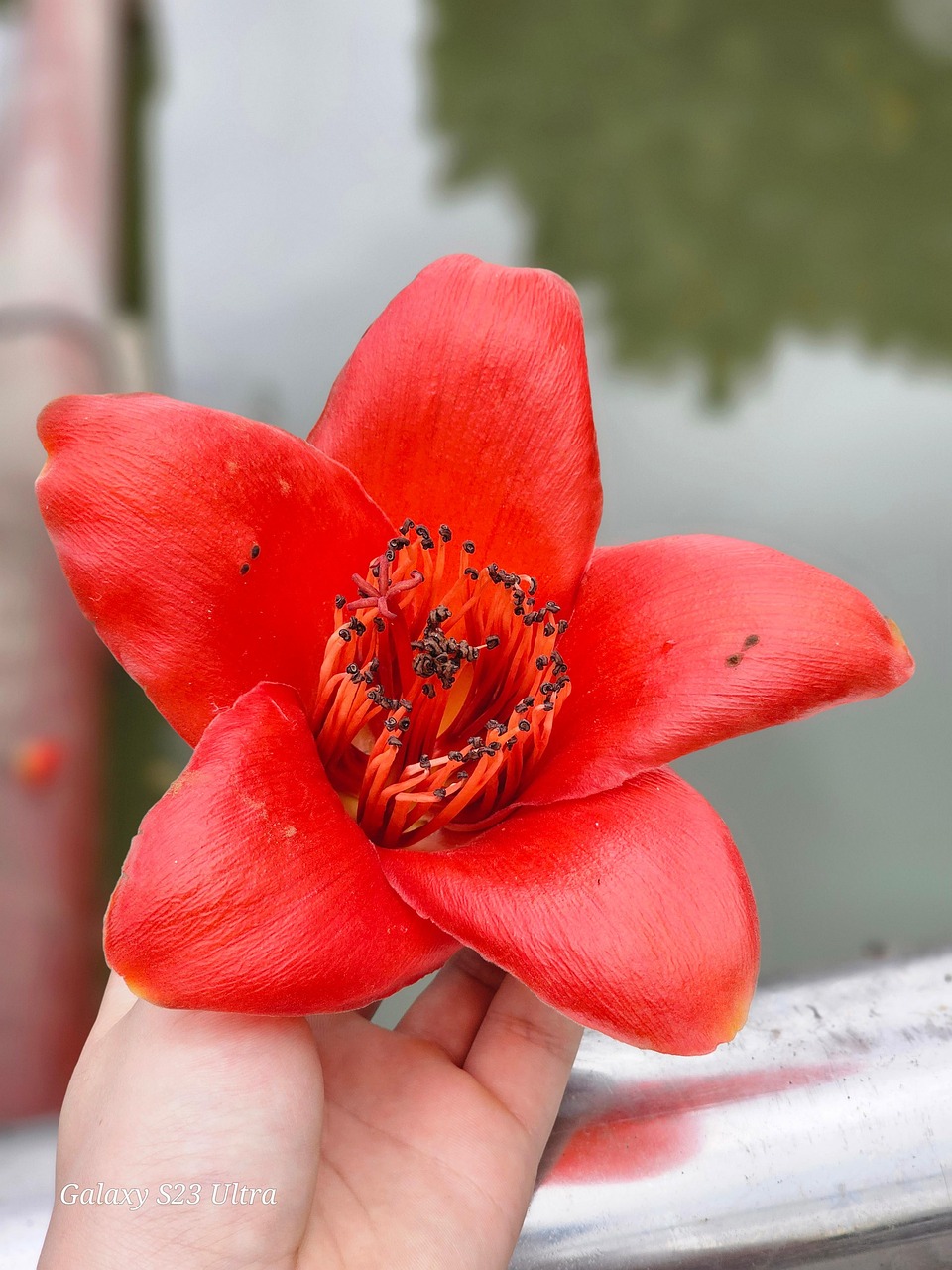 Lima Kelopak Musim Semi Bunga Alam - Foto gratis di Pixabay - Pixabay