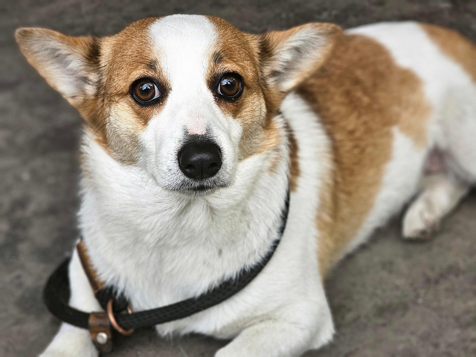 Corgi Hond Huisdier - Gratis foto op Pixabay - Pixabay