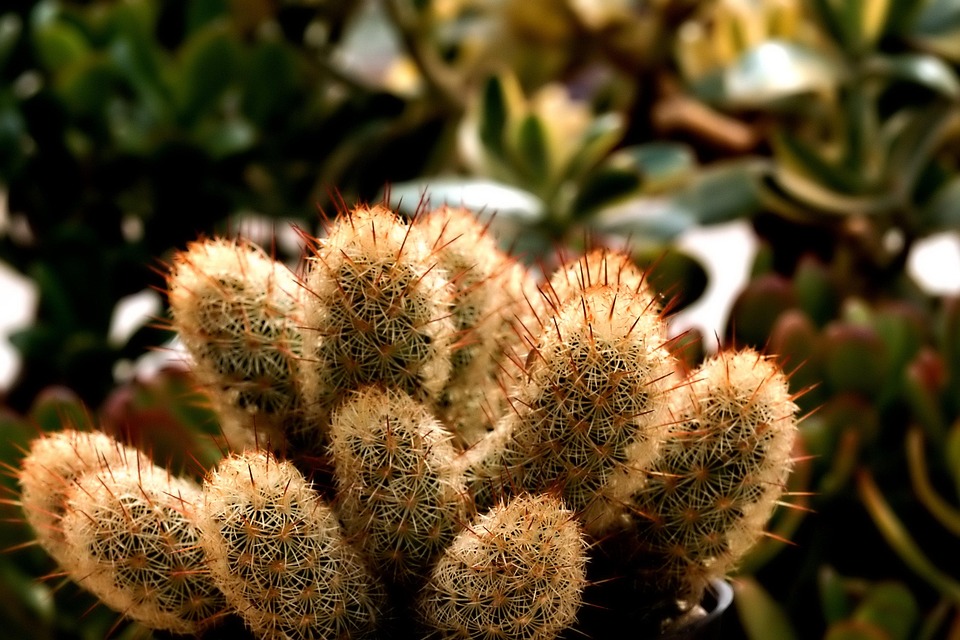 Cactus Nature Plant - Free photo on Pixabay