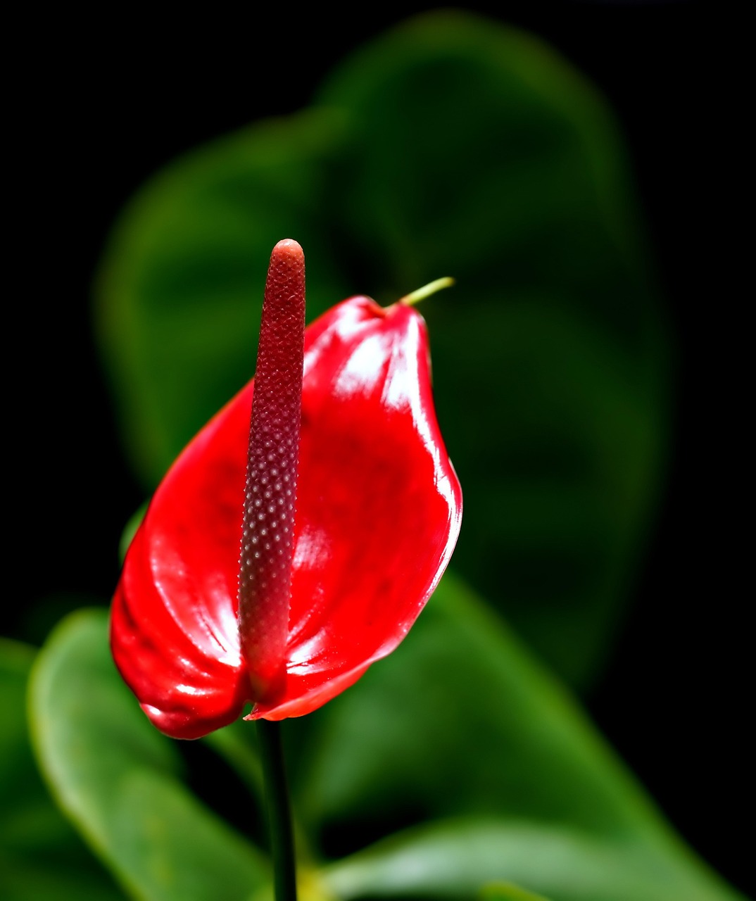 Anthurium Laceleaf Red Flower - Free photo on Pixabay