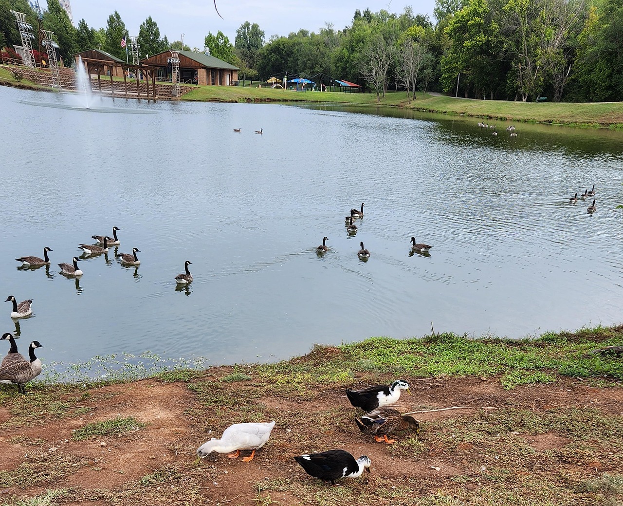Geese Ducks - Free photo on Pixabay - Pixabay