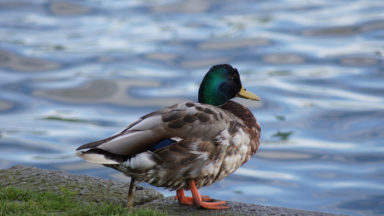 Duck Nature Mallard - Free photo on Pixabay - Pixabay