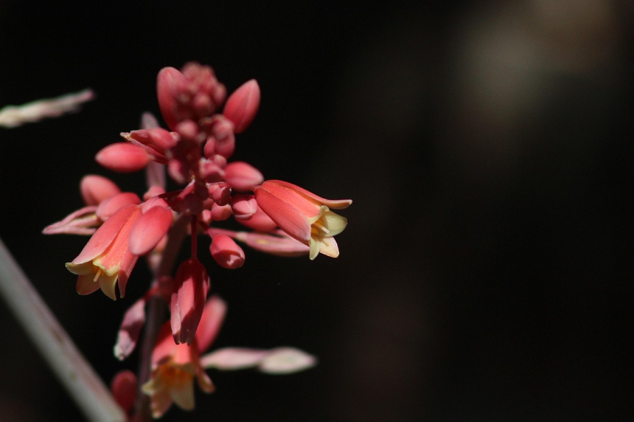 Yucca Flowers Pink - Free photo on Pixabay - Pixabay