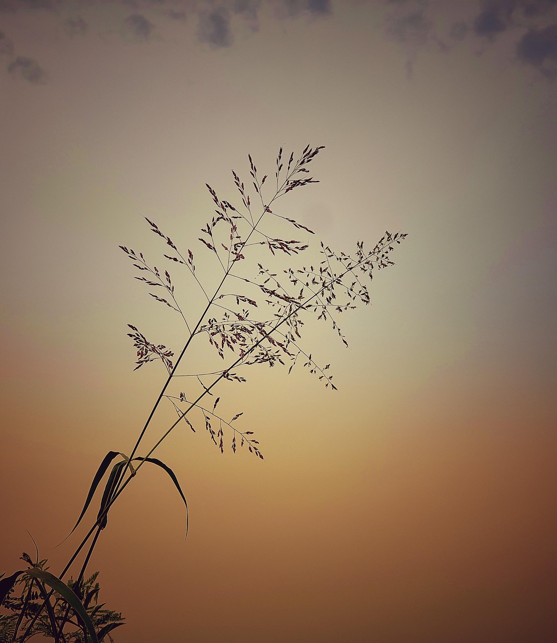 Hutan Senja Alam Matahari - Foto gratis di Pixabay - Pixabay