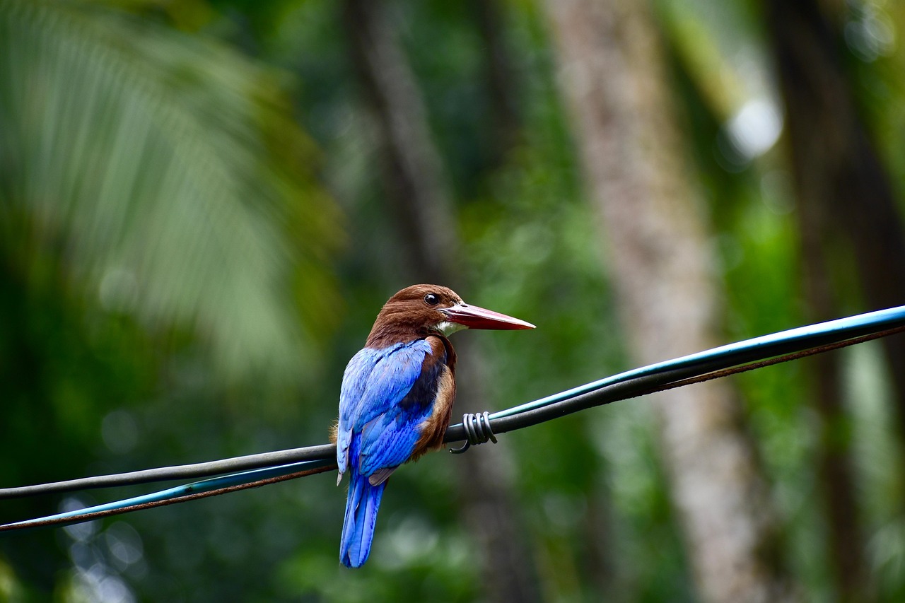 Kingfisher Bird Nature - Free photo on Pixabay